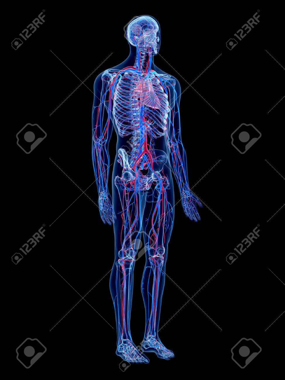 Vascular Surgery – Division of Neurosurgery